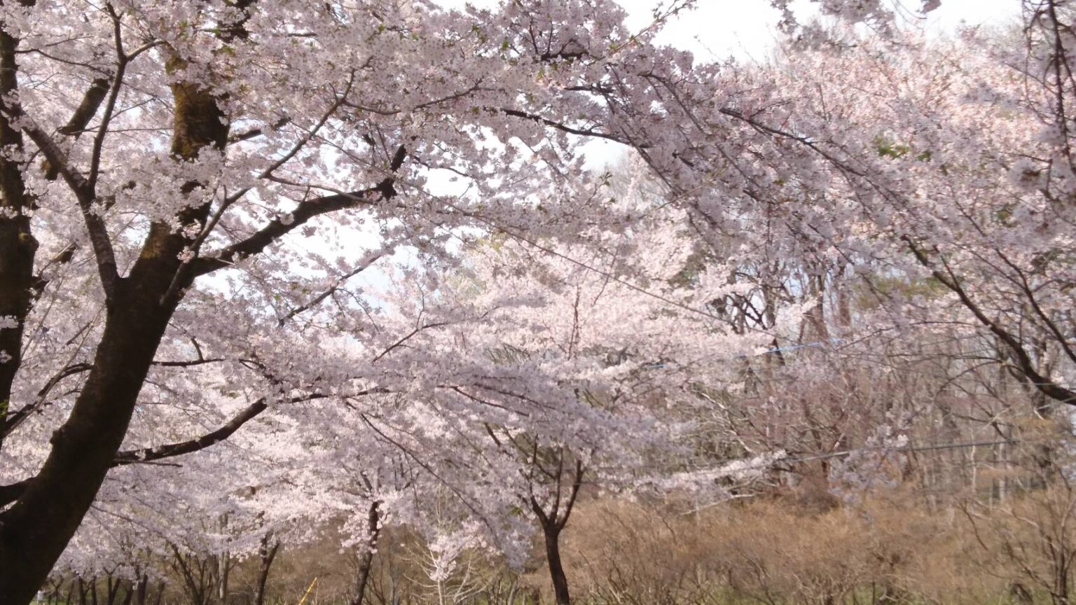 桜の咲く式 - IR BLOG
